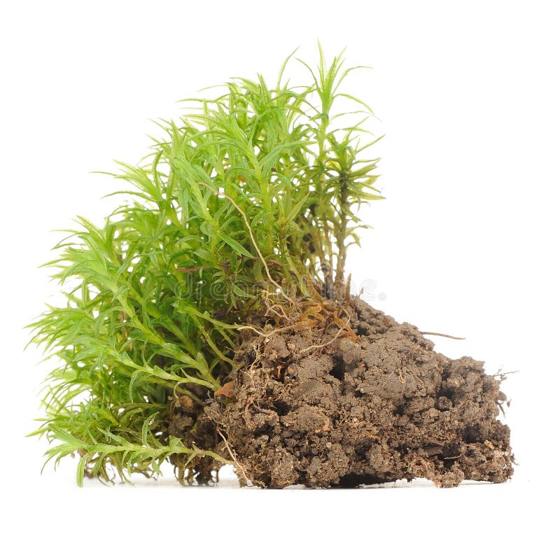 Clump of Green Moss with Soil on White Background Stock Photo - Image ...