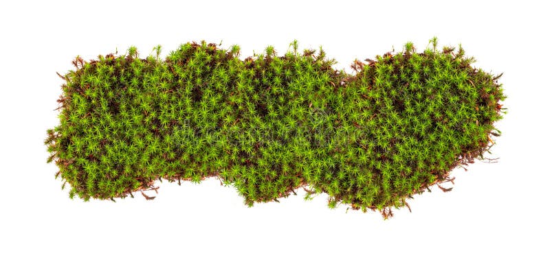 Dry Moss Clump on Old Stone Wall, Greece Stock Image - Image of growing ...