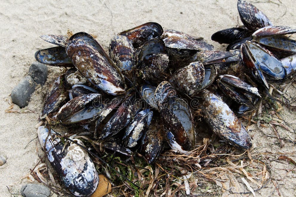 Clump of Mussel Shells on Sand Beach Stock Photo - Image of mollusk ...