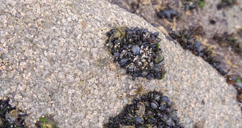 Clump of Mussels Growing on a Rock at the Beach Stock Image - Image of ...