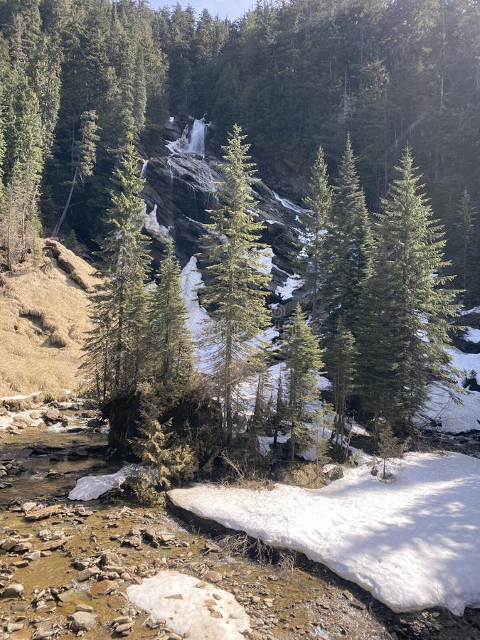 Clump of Pine Trees in Canadian Forest Stock Photo - Image of adventure ...