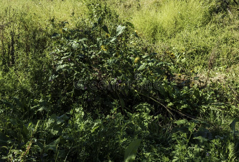 Clump of Plants stock image. Image of green, landscape - 231887197