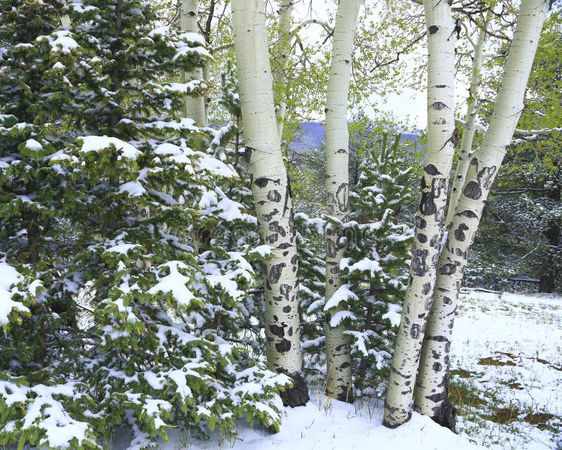 Clump of Quaking Aspen stock image. Image of black, laden - 94092747
