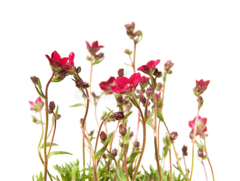 Clump of Red Saxifrage stock photo. Image of rockery - 11931472