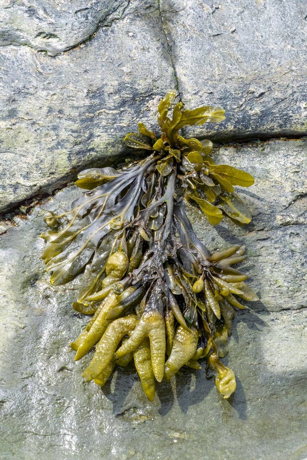 A clump of seaweed stock photo. Image of coast, coastal - 265362462