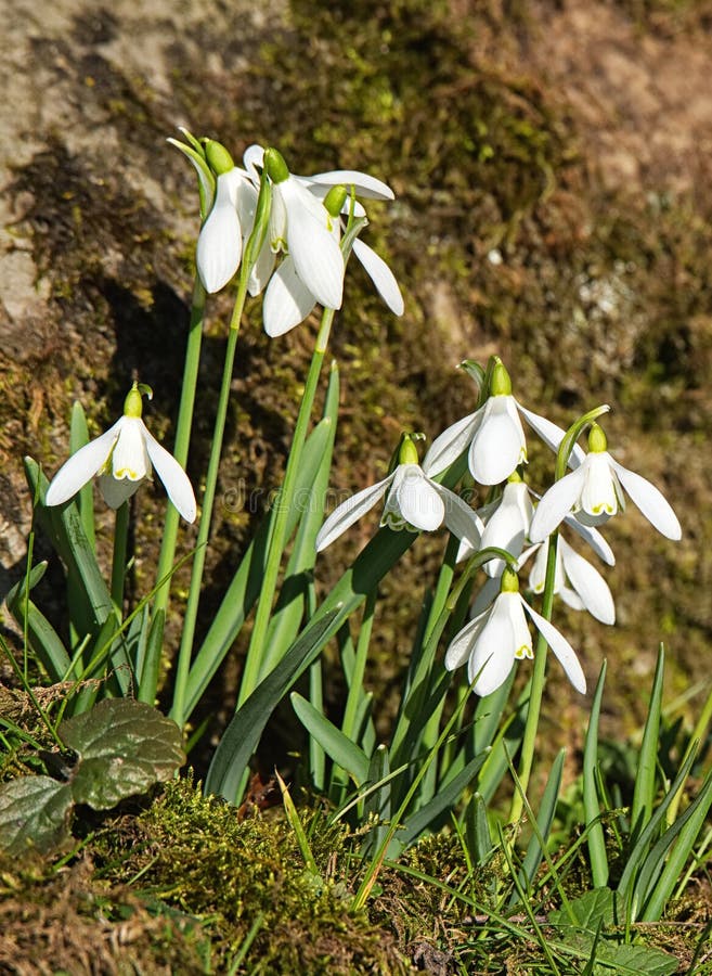 Clump of Snowdrops stock photo. Image of clump, plant - 86474284