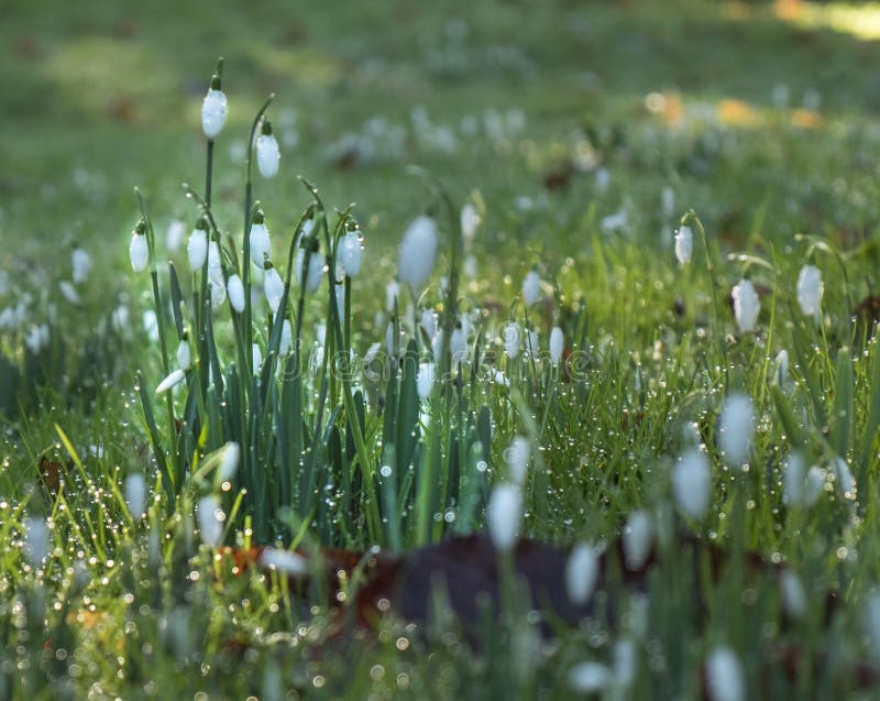 Clump of Snowdrops stock photo. Image of clump, plant - 86474284