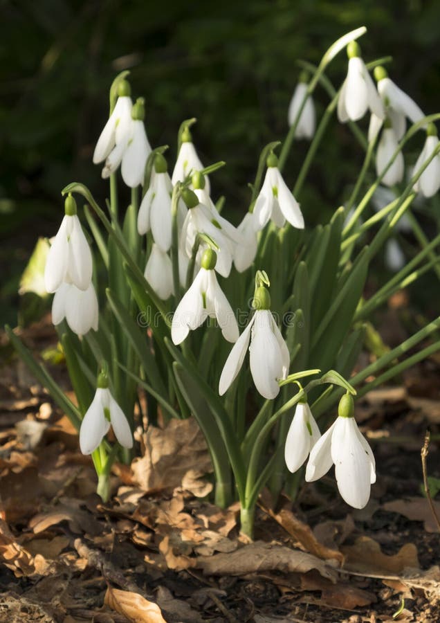 Clump of Snowdrops stock photo. Image of clump, plant - 86474284