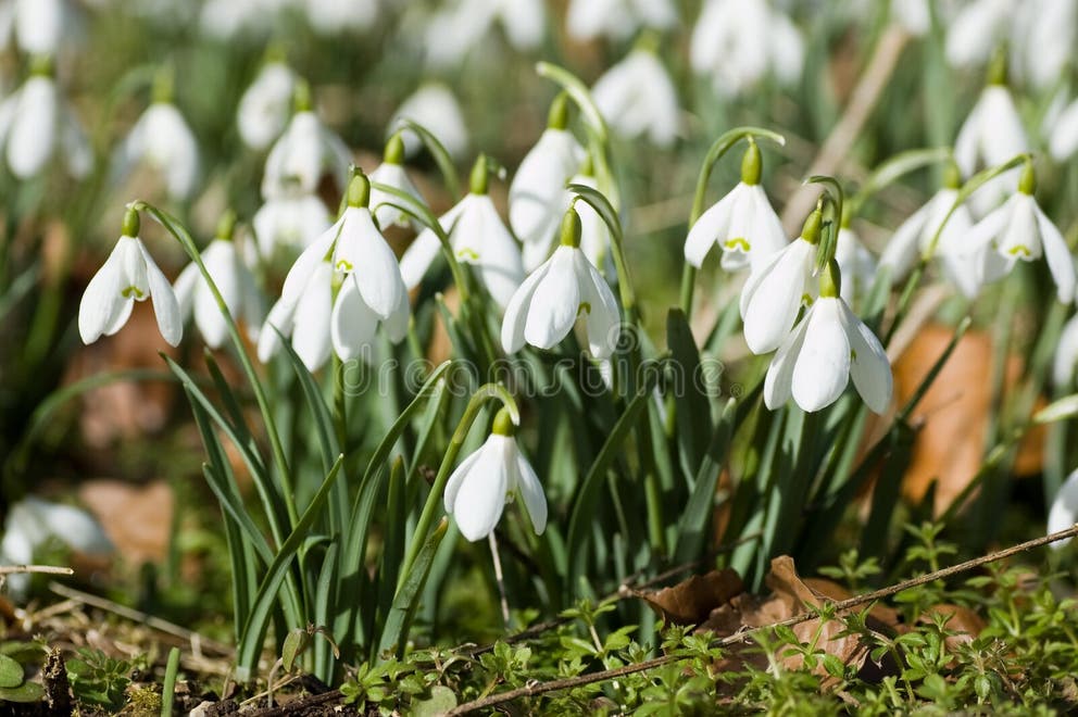Clump of Snowdrops in Spring Stock Image - Image of newbury, clump ...