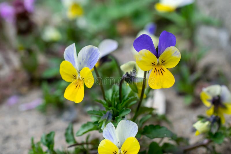 Clump of Spring Flowers, Close-up Stock Image - Image of bloom ...