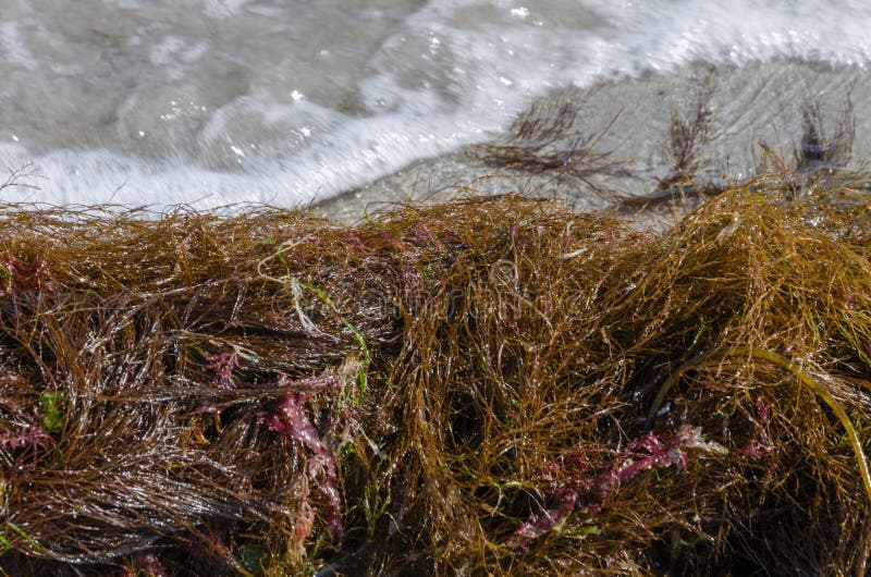 Clump of Stringy Brown Seaweed on the Beach Stock Image - Image of ...