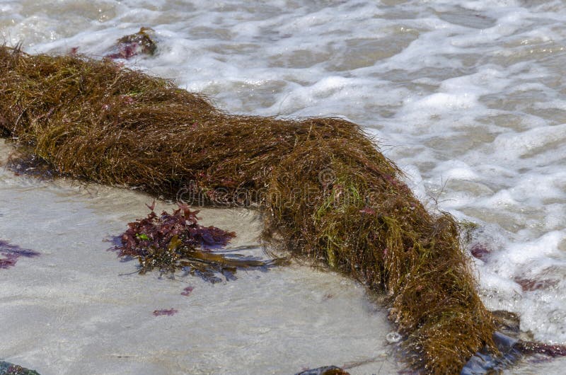Brown Seaweed or Algae Isolated on White. Transparent Png Additional ...
