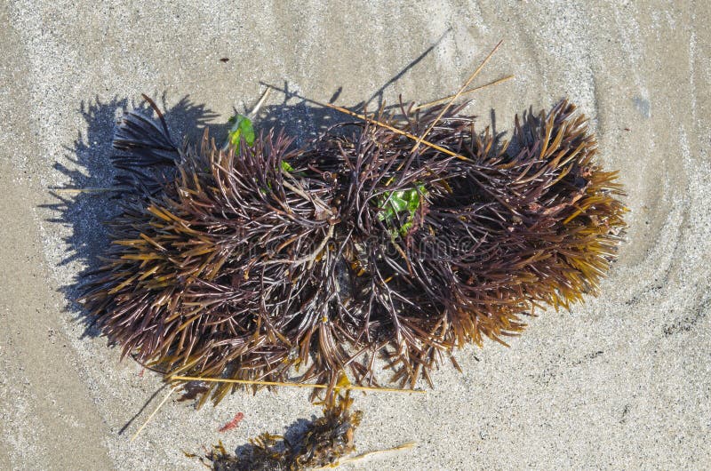 Clump Stringy Brown Seaweed Beach Ballywalter Incoming Tide Stock ...