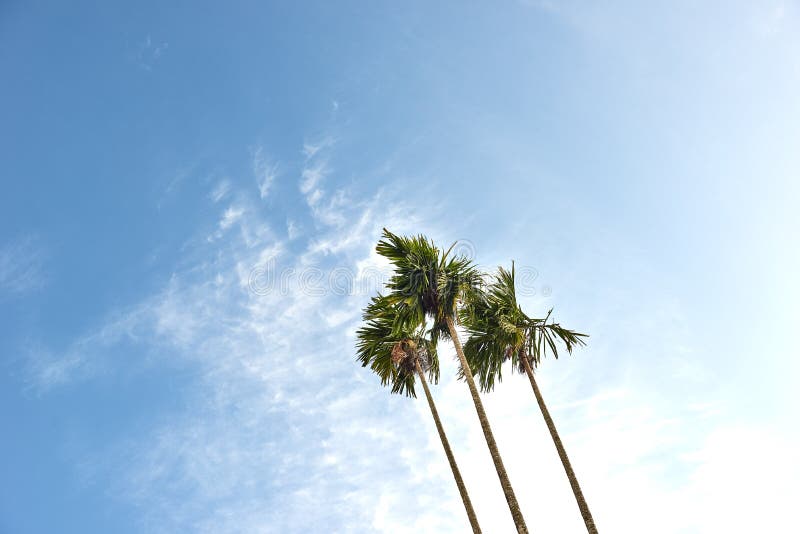 Clump of three palm trees stock photo. Image of nature - 81986030