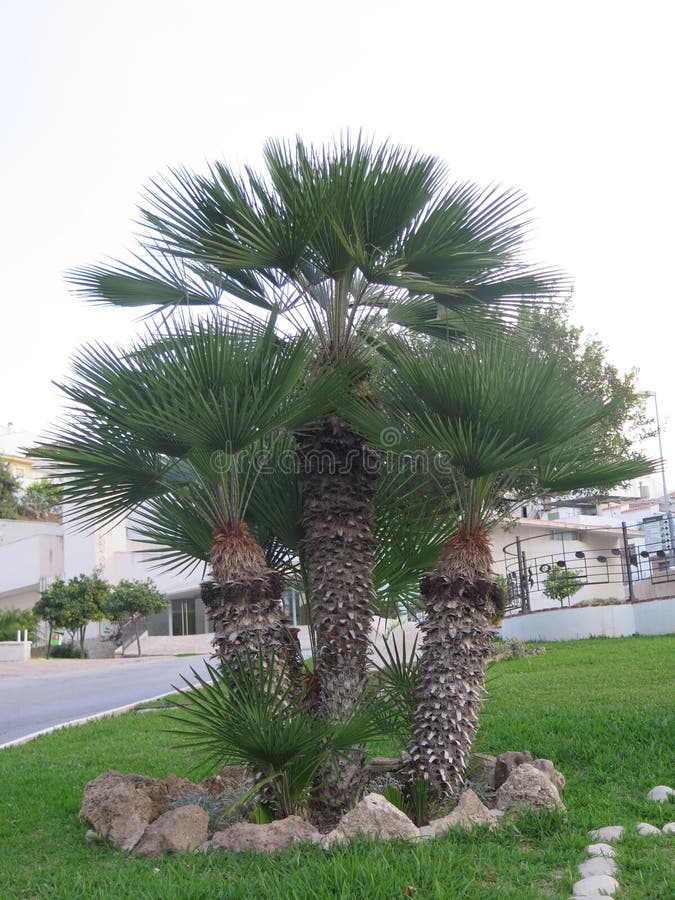 Clump of palm trees stock image. Image of high, clump - 31019597 Clump of palm trees stock image. Image of high, clump - 31019597