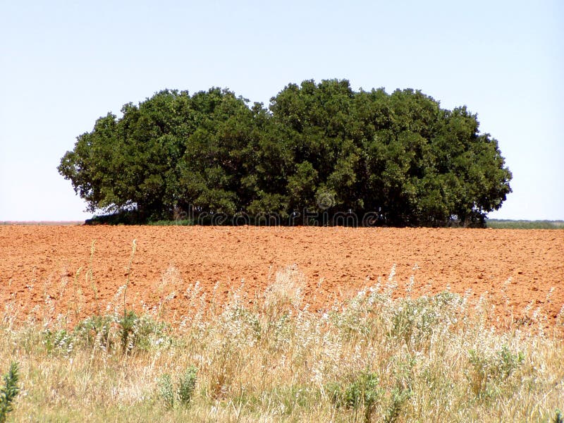 Clump Of Trees Picture. Image: 124506
