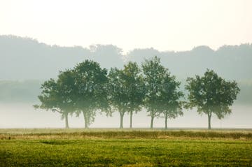Clump of trees stock photo. Image of woods, natural, hazy - 4089502