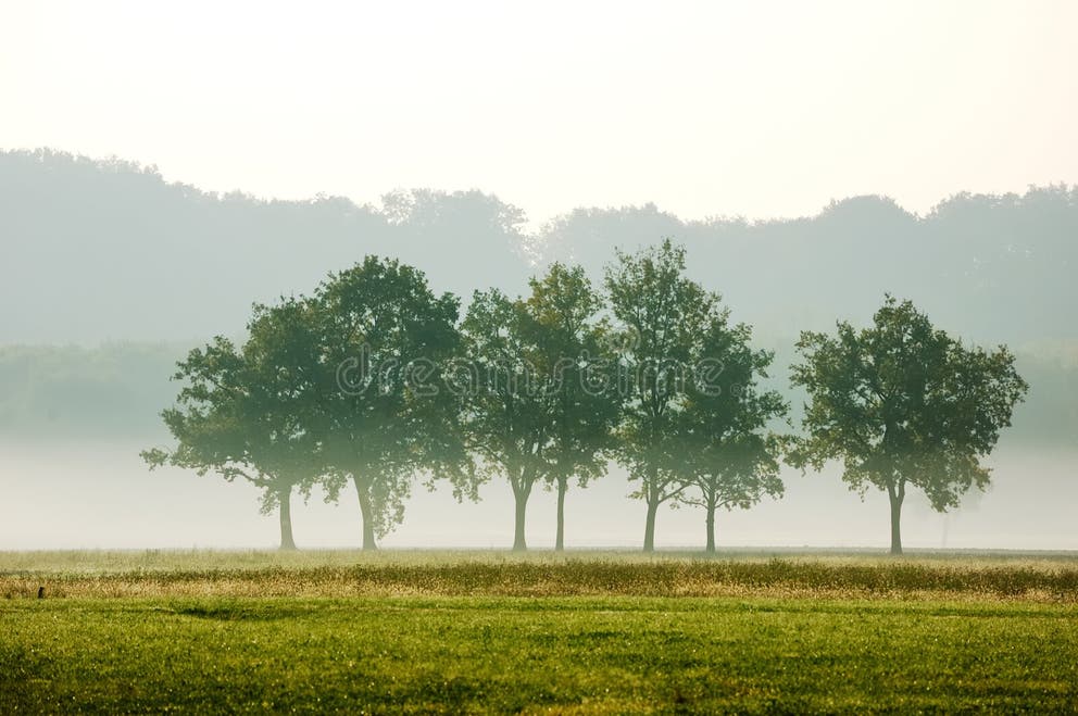 Clump of trees stock photo. Image of woods, natural, hazy - 4089502