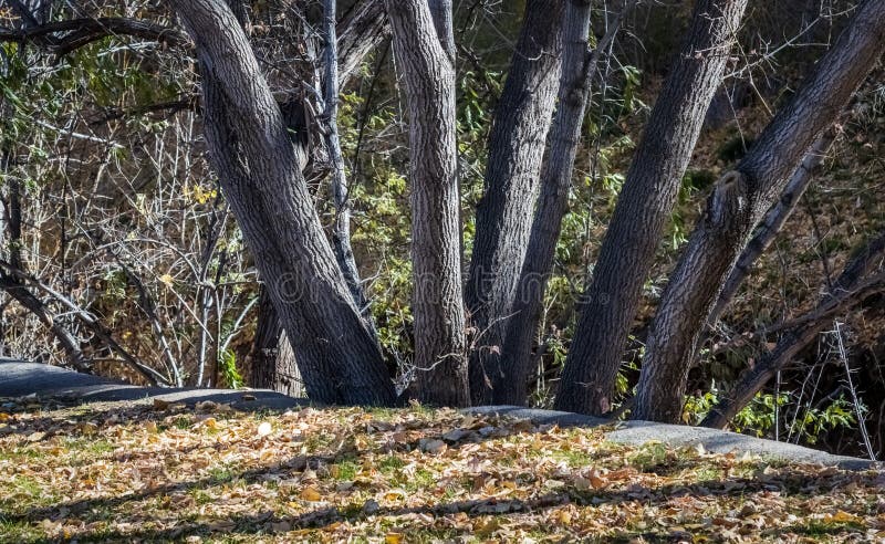Tree Cluster stock photo. Image of outside, branch, season - 261002990