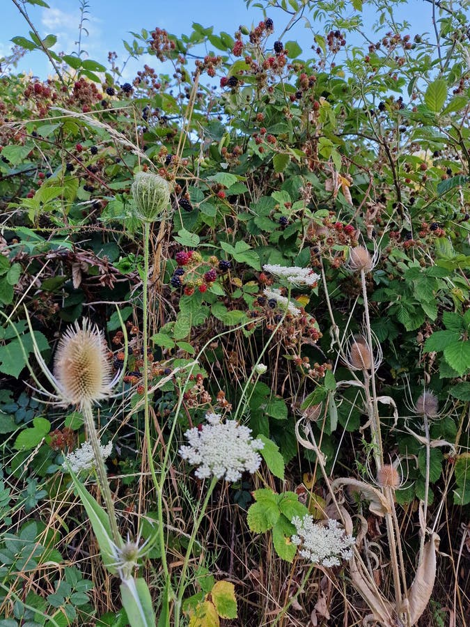 A Clump of Various Wildflowers in Nature Stock Photo - Image of nature ...