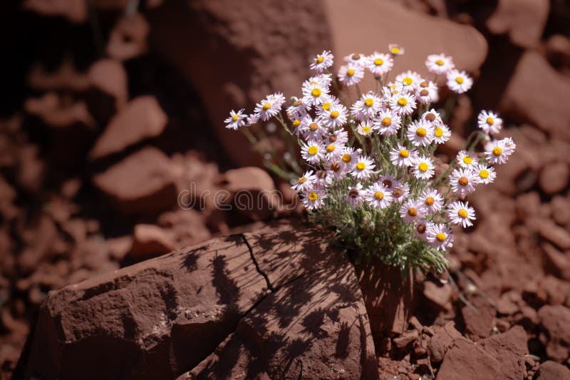 Clump of Vibrant Daisies Growing among Jumbled Rocks Stock Photo ...