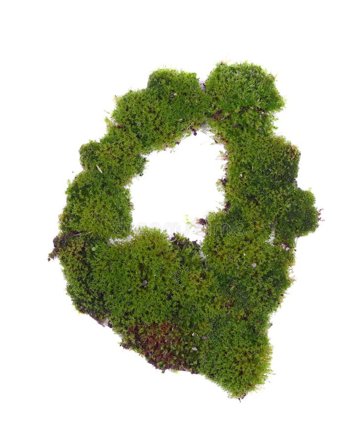 Green Moss Isolated on White Background Stock Image - Image of floral ...