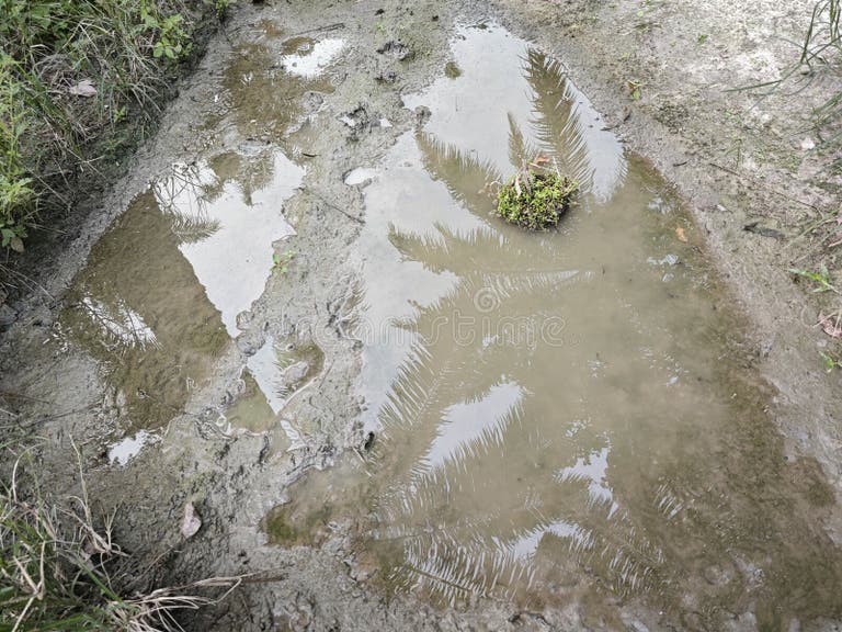 A Clump of Weed Growing in the Middle of Puddle. Stock Image - Image of ...