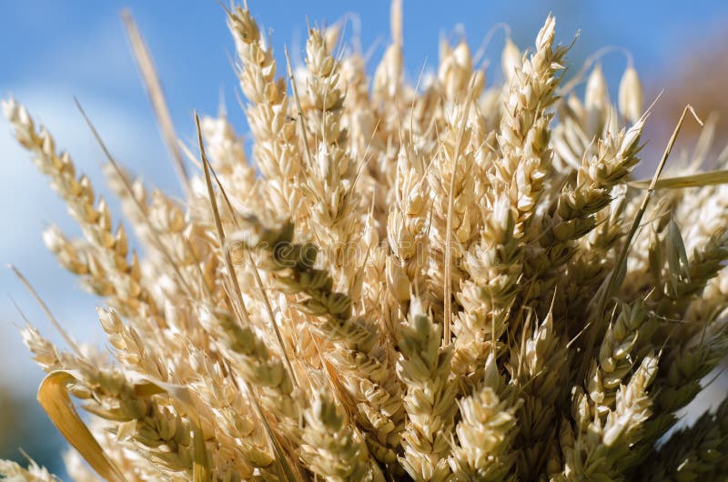 Clump of wheat stock image. Image of poaceae, wheat, blur - 79221785