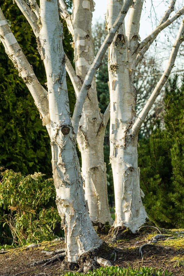 Paper birch trees stock photo. Image of fall, tree, colored - 11530524