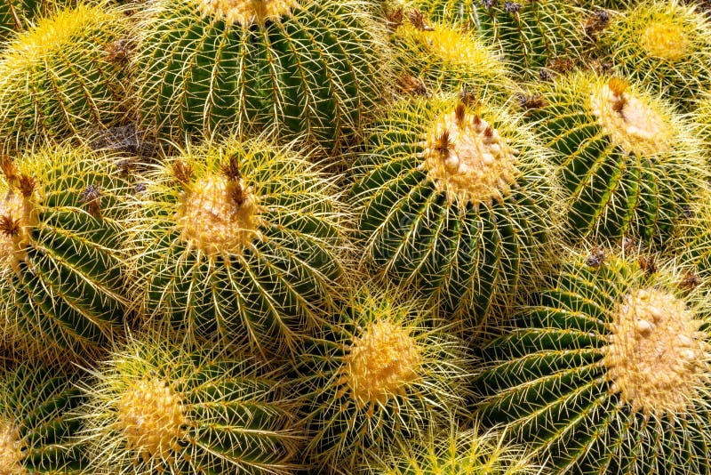 Clumping Barrell Cactus stock photo. Image of setting - 152070586
