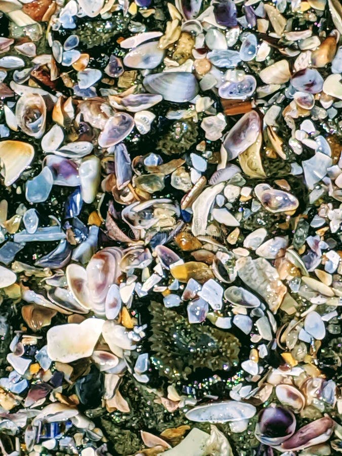 Clumps of Different Color and Sizes of Seashells Stock Photo - Image of ...
