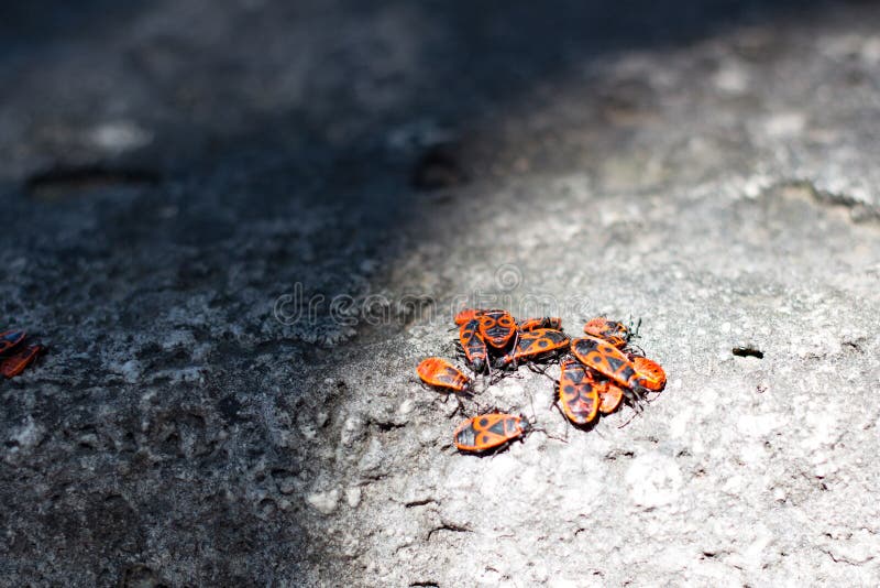 Clumps of Firebug on a Stone Stock Image - Image of light, insect ...