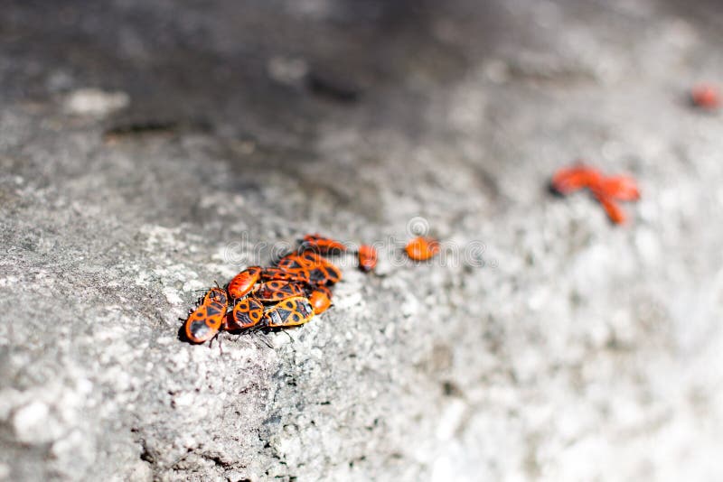 Clumps of Firebug on a Stone Stock Photo - Image of environment, clumps ...