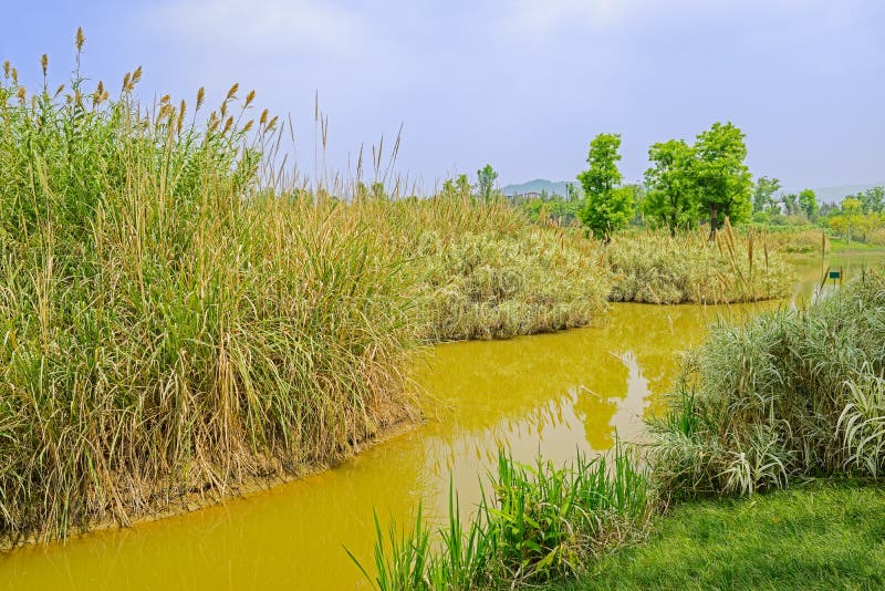 Clumps Reed and Grass in Lake of Sunny Spring Stock Image - Image of ...