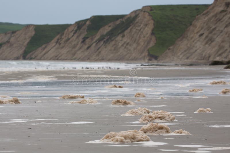 Clumps of Sea Foam Dot the Beach at Point Reyes As the Tide Goes Out ...