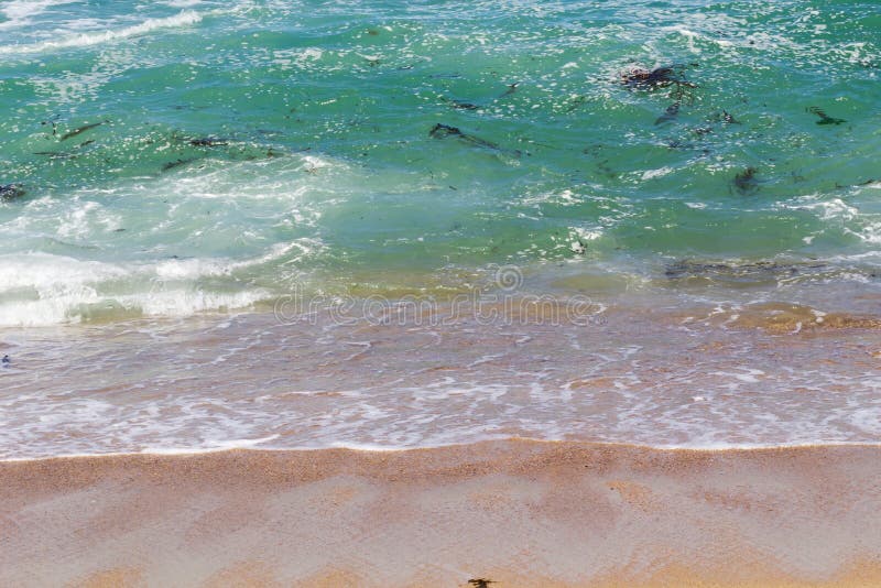 Clumps of Seaweed Floating in Ocean Waves Stock Image - Image of waves ...