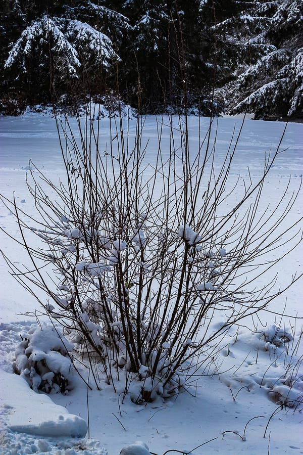 Clumps of Snow in the Bare Branches of a Bush Stock Image - Image of ...
