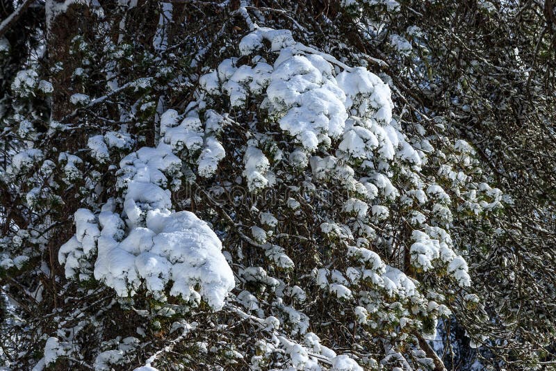 Clumps of Snow Gathered on Mossy Tree Limbs Stock Photo - Image of ...