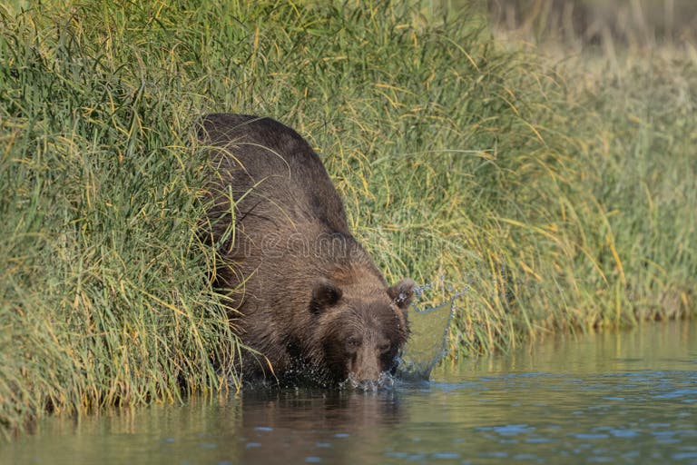 Clumsy Brown Bear Falling into the River Stock Photo - Image of ...