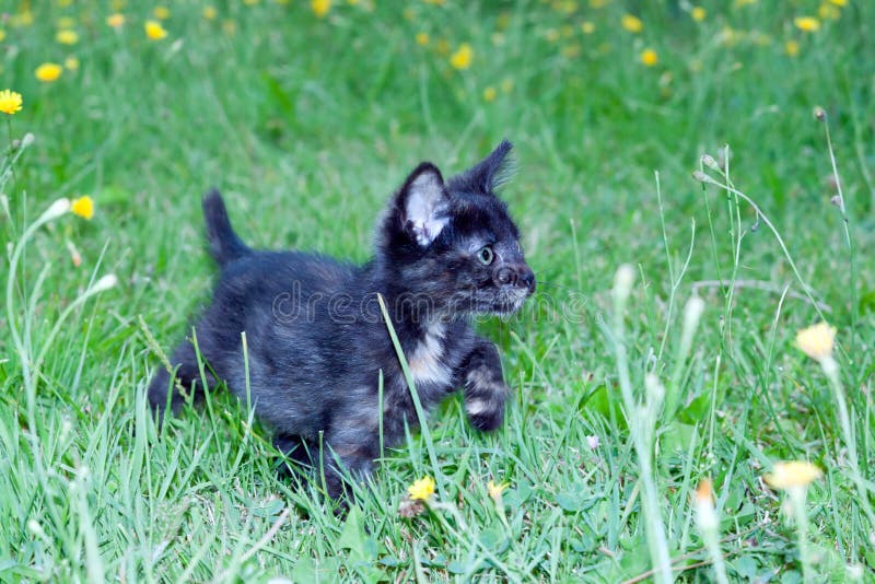 Clumsy Little Kitten on the Stock Image - Image of fluffy, kitten: 86474253