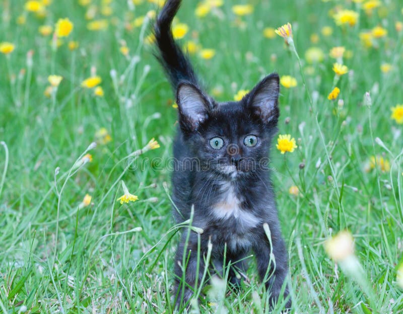 Clumsy Little Kitten on the Stock Image - Image of field, plant: 86474473