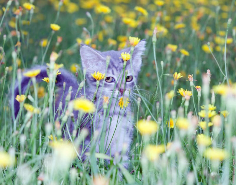Clumsy Little Kitten on the Stock Photo - Image of fluffy, blooming ...
