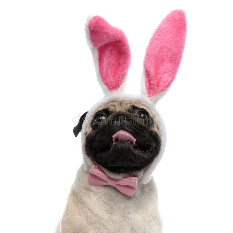 Clumsy Pug Panting while Wearing Pink Bowtie and Bunny Ears Stock Image ...