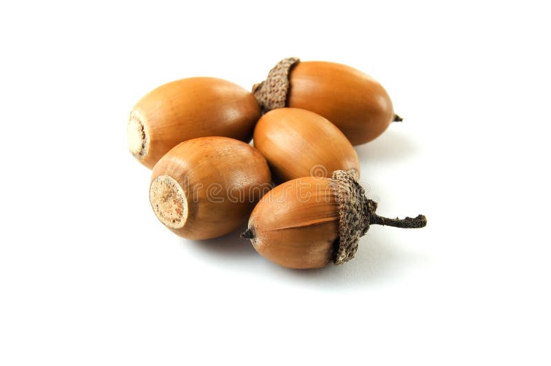 Dried acorns with leaf stock photo. Image of seed, acorn - 27287328