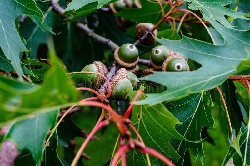 Cluster of Acorns on a Branch Stock Photo - Image of snack, acorns ...