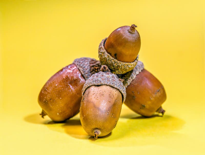 A Cluster of Acorns on Yellow Background Stock Photo - Image of fruit ...