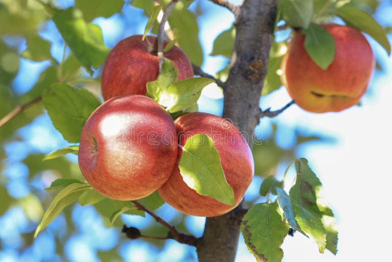 A cluster of apples stock image. Image of plant, sprouting - 186894145