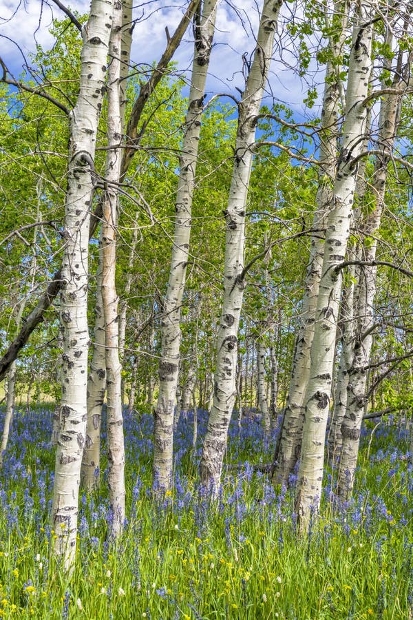 Cluster of Aspen Trees and Flowers Stock Image - Image of plants ...