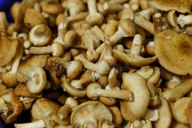 Pile of Mushrooms on Table stock photo. Image of stack - 310707090