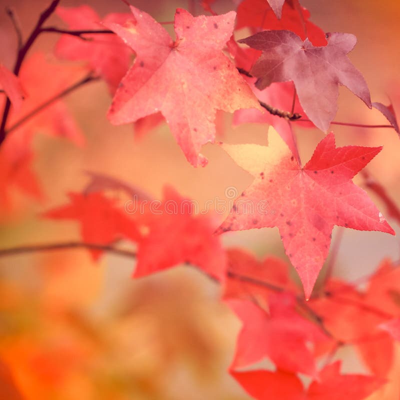 Cluster of Autumn Leaves stock image. Image of fall, group - 41953927